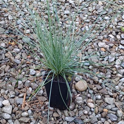 Festuca Actae Blue Tussock X 30 Landscape Grade Orari Nursery Online
