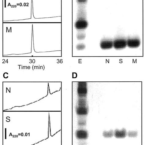 Comparison Of Natural And Synthetic RTD 2 And RTD 3 Natural N RTD 2 Download Scientific