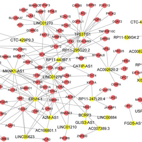 The Long Non Coding Rna Lncrna Mirna Mrna Interaction Network Red