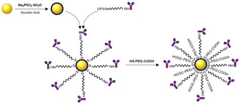 Schematic Diagram Of The Synthesis Of Aupt Peg Trastuzumab