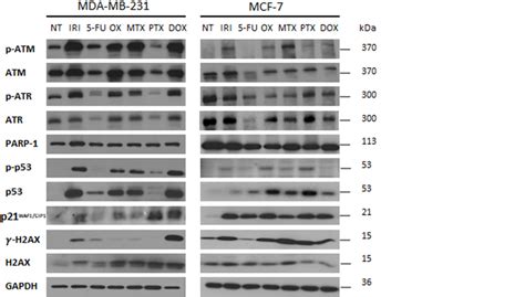 DDR Pathway Activation And Senescence Markers At D Analysed By Download Scientific Diagram
