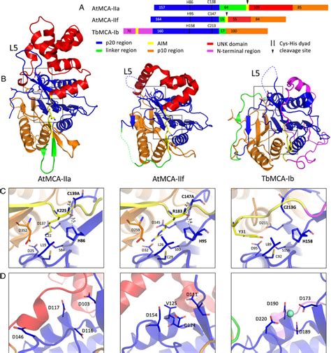 Comparison Of The Obtained Atmca Iif C147a Crystal Structure To Download Scientific Diagram