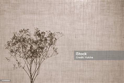 추상 중립 배경 미니멀리즘 면직물 뒤에 마른 허브로 만든 실루엣 복사 공간이 있는 베이지색 배경에 있는 가지의 그림자 0명에 대한 스톡 사진 및 기타 이미지 Istock