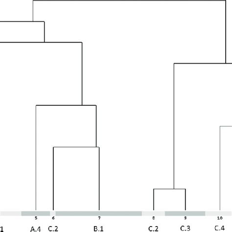 dendrogram of the 11 cluster resolution from modified twinspan
