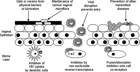 Schematic Depicting The Various Mechanisms Of Preventing The Download Scientific Diagram