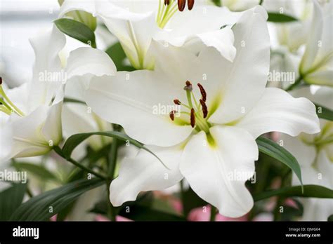 Lilium Vestaro, white lily flower Stock Photo - Alamy