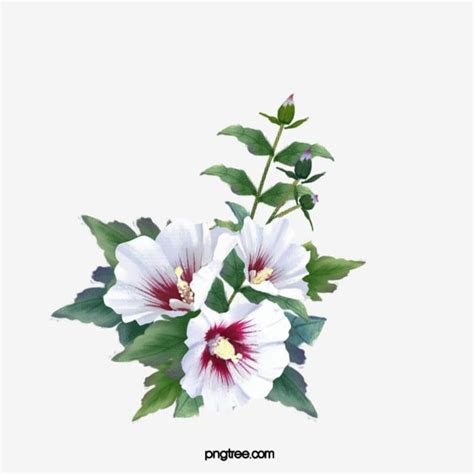 무궁화 일러스트 꽃다발 히비스커스 꽃 클립 아트 손으로 그린 히비스커스 꽃 Png 일러스트 및 Psd 이미지 무료 다운로드 Pngtree 히비스커스 꽃 꽃