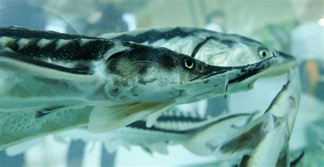 Saaee Aquaculture Blog