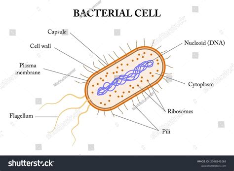 structere bacterial cell diagram stock vektor royaltyfri 2368341063