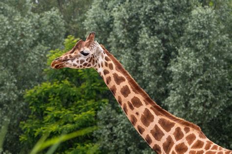 3 000 Imágenes Y Fotos De Jirafas Gratis Hd Pixabay