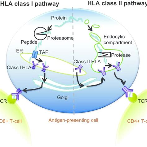 Human Leukocyte Antigen Hla Download Scientific Diagram