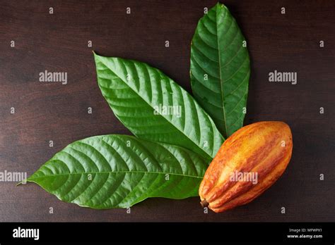 Cocoa Pod Hi Res Stock Photography And Images Alamy