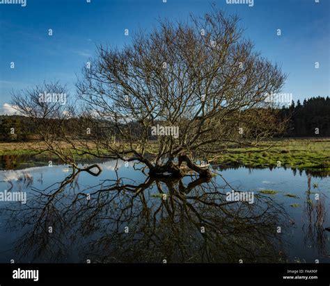 Tree Reflection In Water Surface Stock Photo Alamy