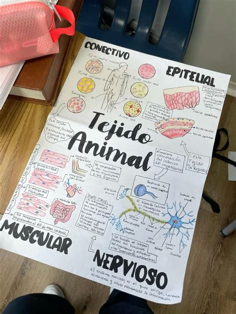 Tejido Animal🤍 Tejido Animal Epitelial Estudiar Biologia Mapas De Ideas