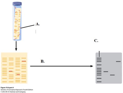 Developmental Bio Quiz 1 Flashcards Quizlet