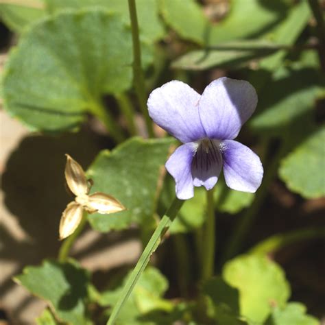 Viola Perreniformis Botanical Realm