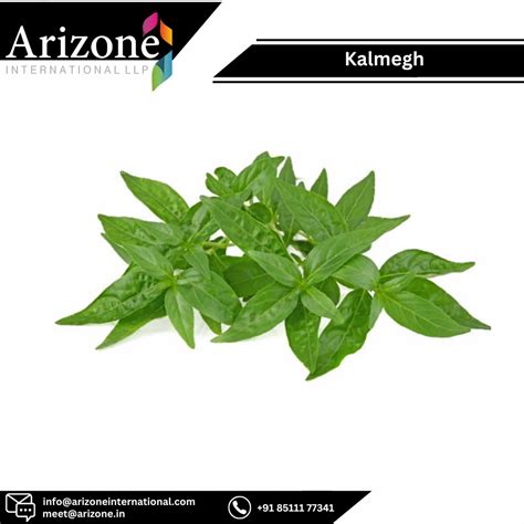 Green Andrographis Paniculata Kalmegh Packaging Type Hdpe Bags Packaging Size 25 Kg At Rs