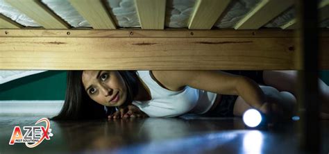 4 Things You Think Attract Bed Bugs But Dont Azex Pest Solutions