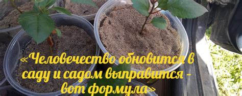 Яблонька | Саженцы деревьев 2025 | ВКонтакте