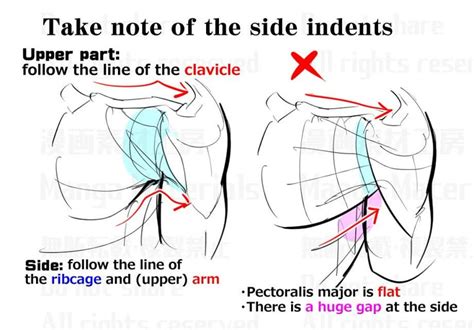 Anatomy References Technical Anatomy Reference Human Anatomy Drawing Perspective Drawing