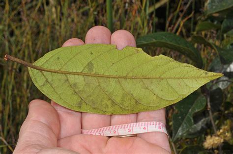 Prunus Arborea Rosaceae