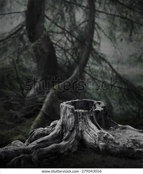 Dark Forest Old Tree Stump Trees Stock Photo Shutterstock Dark Forest Old Tree Stump Trees Stock Photo Shutterstock