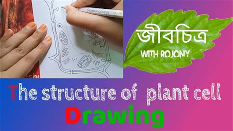 অণুবীক্ষণ যন্ত্রে দৃষ্ট উদ্ভিদ কোষ উদ্ভিদ কোষের চিত্র অঙ্কন The Structure Of Plant Cell