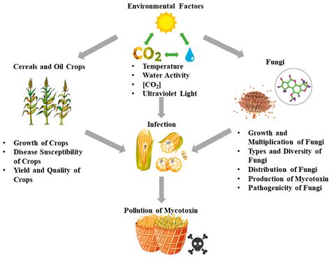 Gene Expression Mycotox