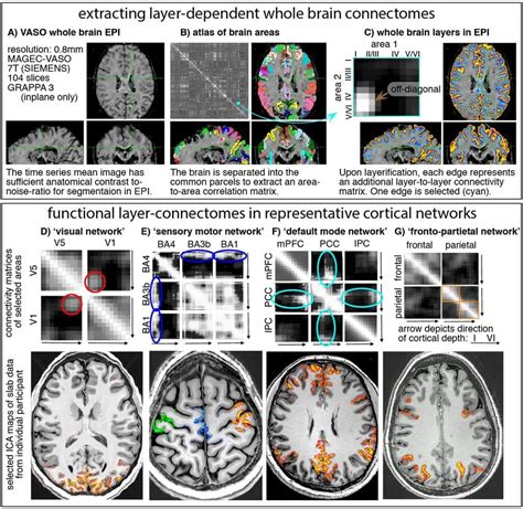 whole brain layer dependent connectome mapping download scientific