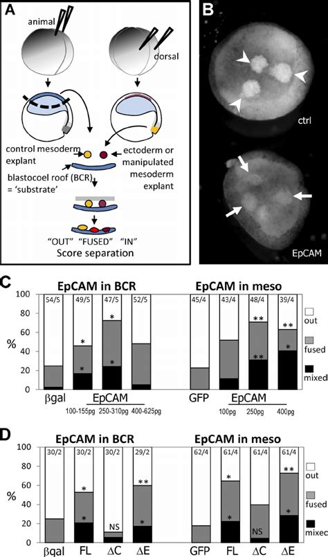 Epcam Induces Ectodermmeso Derm Tissue Mixing A Diagram Of The In