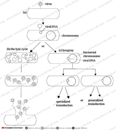 Unit 2 Viruses Bacteriophages By Doctor Dr