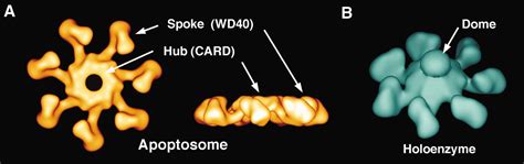 Apoptosome Structure