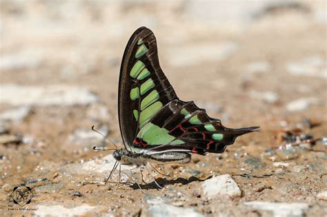 青凤蝶属 Graphium Iisdw