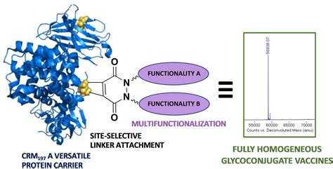 Site‐specific Multi‐functionalization Of The Carrier Protein Crm197 By