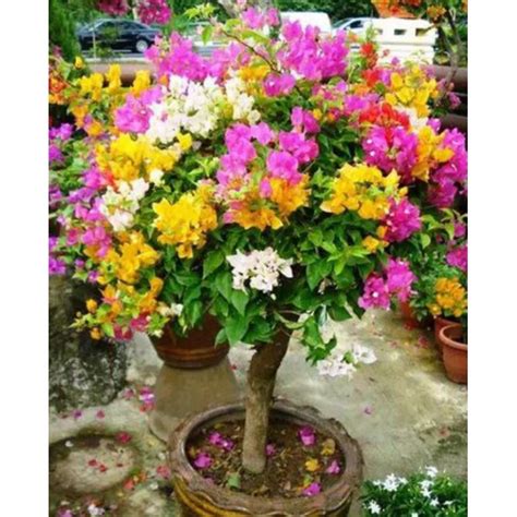 Jual Tanaman Bunga Bogenvil 3 Warna Murah Shopee Indonesia