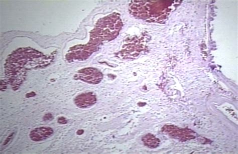 00241247 Peir Digital Library