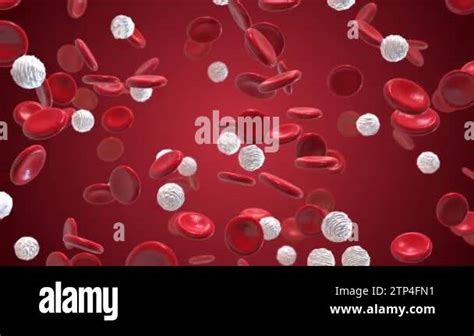 Red White Blood Cell Micrograph Stock Videos And Footage Hd And 4k