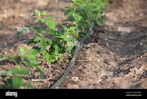 Raspberry Seedlings