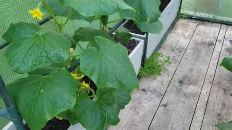 Подкормки и полив огурцов в Июле и Августе Стабильный урожай всё лето Сломанная рассада