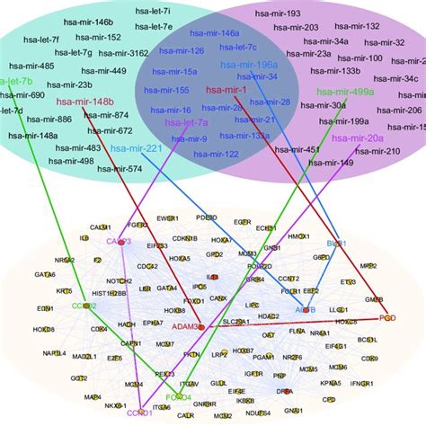 Network Based Identification Of Mirna Mediated Pathobiological Pathways