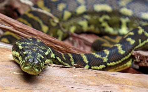 Reptiles Of South East Queensland