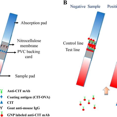 Principle Of The Lateral Flow Immunochromatographic Strip Detection