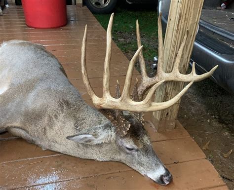 Last Minute 14 Point Georgia Buck May Set A Record