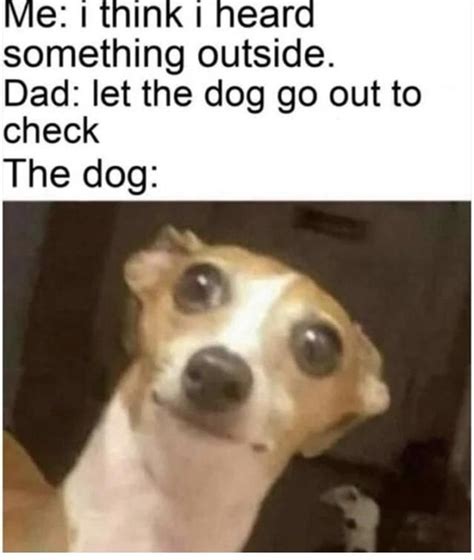 25 Mood Lifting Dog Memes For A Better Day Memes Funny Animals Dog