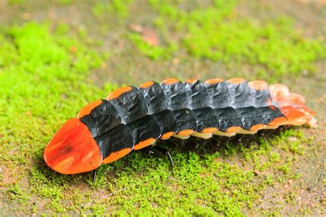 Firefly Pupa Firefly Pupa