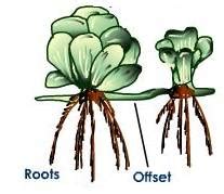 What Is Stem Modification Modification Of The Stem Some Of The Most Important Types Of