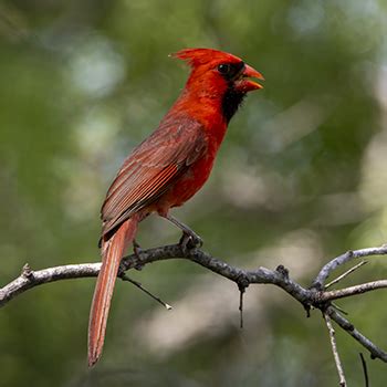 Birdfinders Birdwatching Holidays Texas Spring