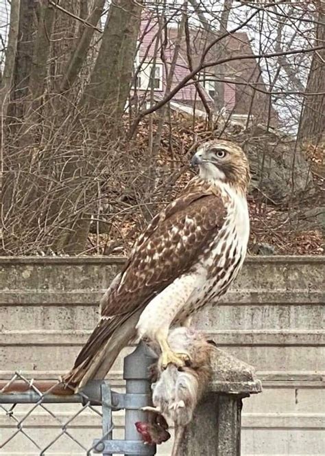 Red Tailed Hawk While Separating A Brown Rat From Its Head R Hardcorenature