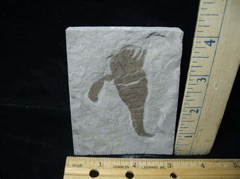Eurypterid Specimen 022024f The Stones And Bones Collection