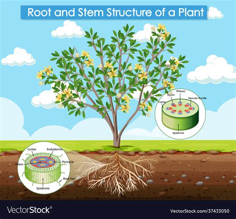 Diagram Showing Root And Stem Structure A Plant Vector Image